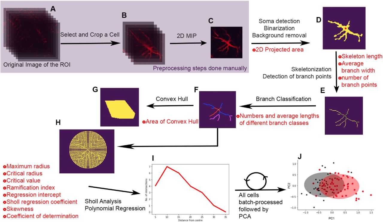Automated morphometric analysis with SMorph software reveals plasticity ...