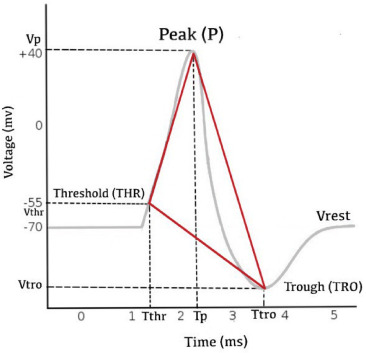 Neuronal Spike Shapes (NSS), a simple approach for analyzing the ...